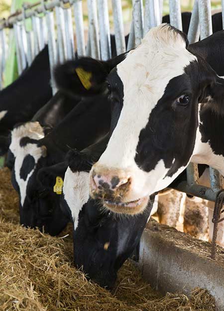 Altec Machinery & Straw Spreading Equipment | Straw Spreader